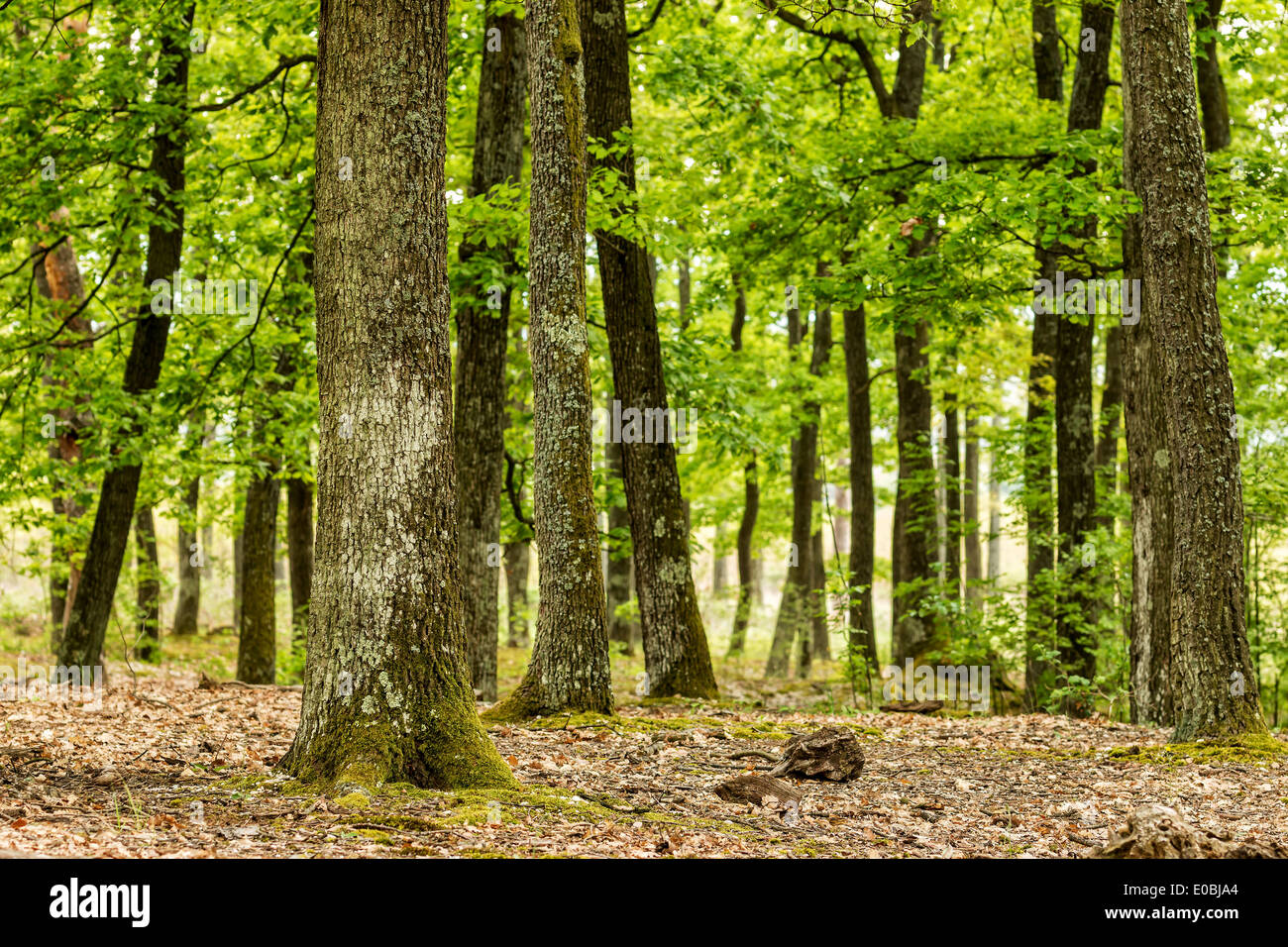 Green forest with oak trees Stock Photo - Alamy
