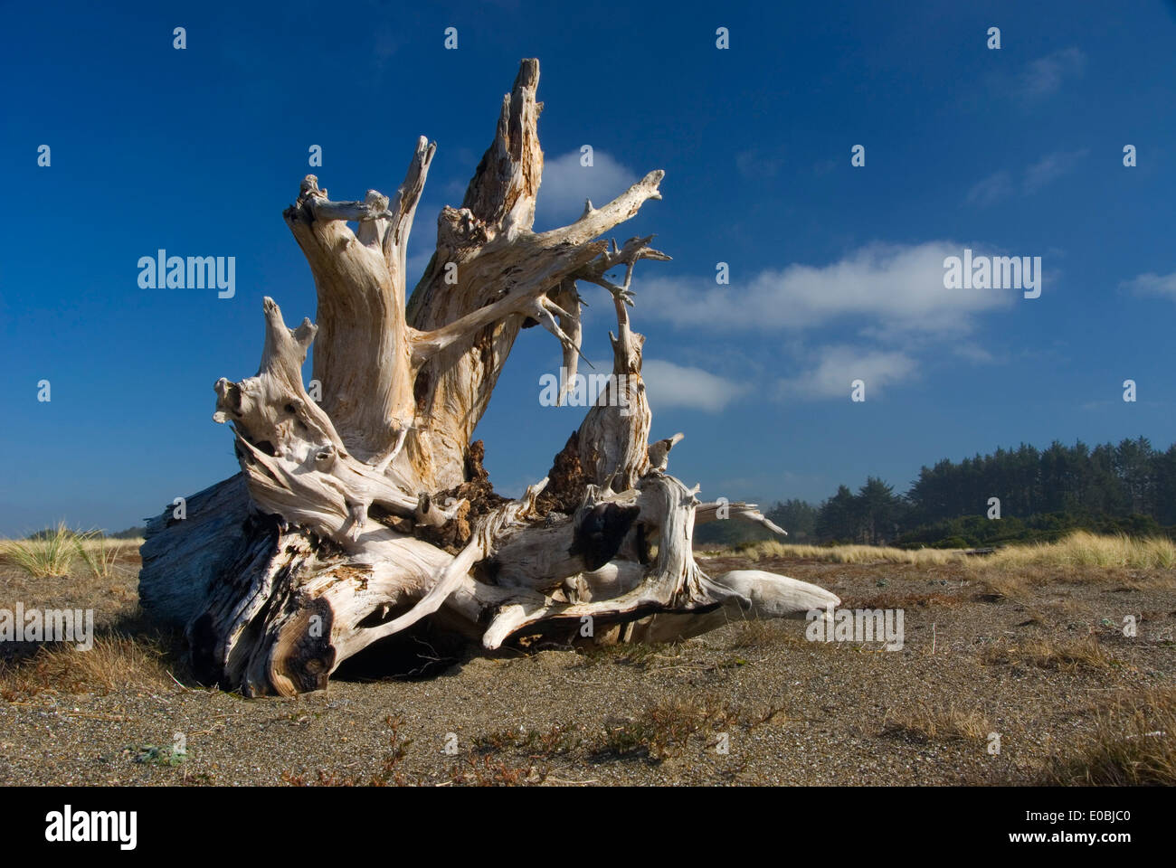 Drift log in dunes new hi-res stock photography and images - Alamy