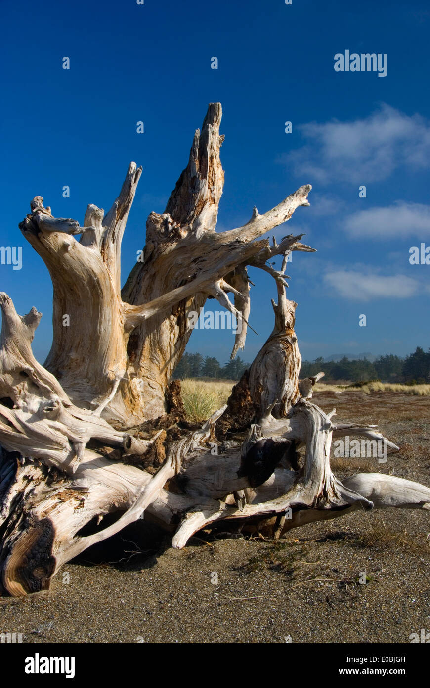Drift log in dunes new hi-res stock photography and images - Alamy