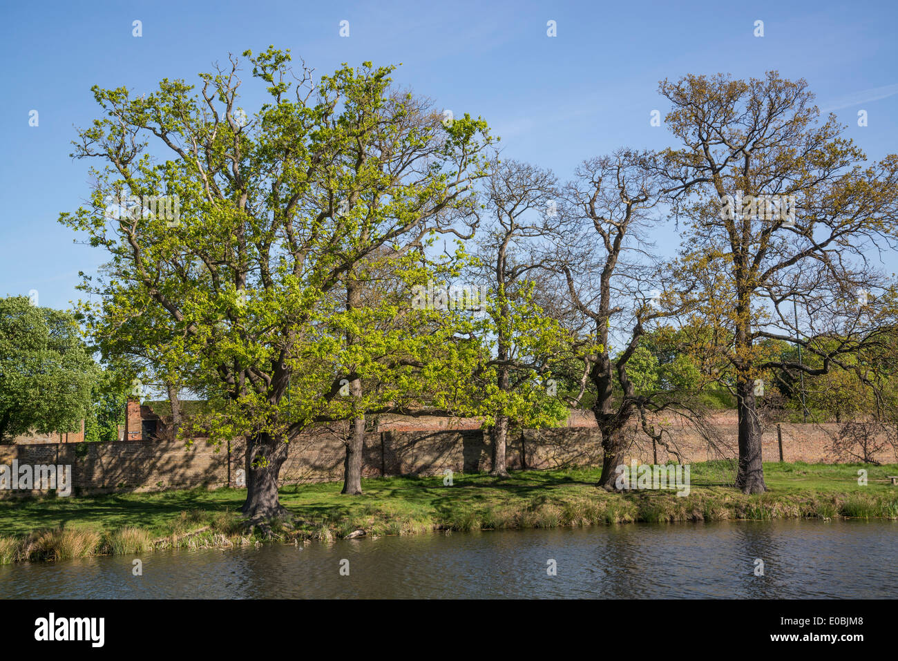 Oak trees in spring, Home Park, Hampton Wick, Kingston, Surrey, UK ...