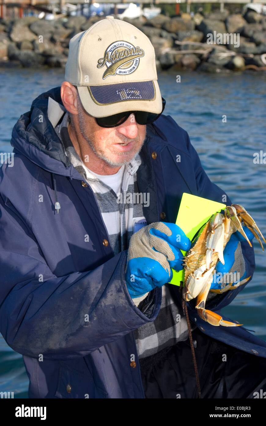 Measuring Dungeness crab caught off pier, Weber's Pier, Bandon, Oregon ...
