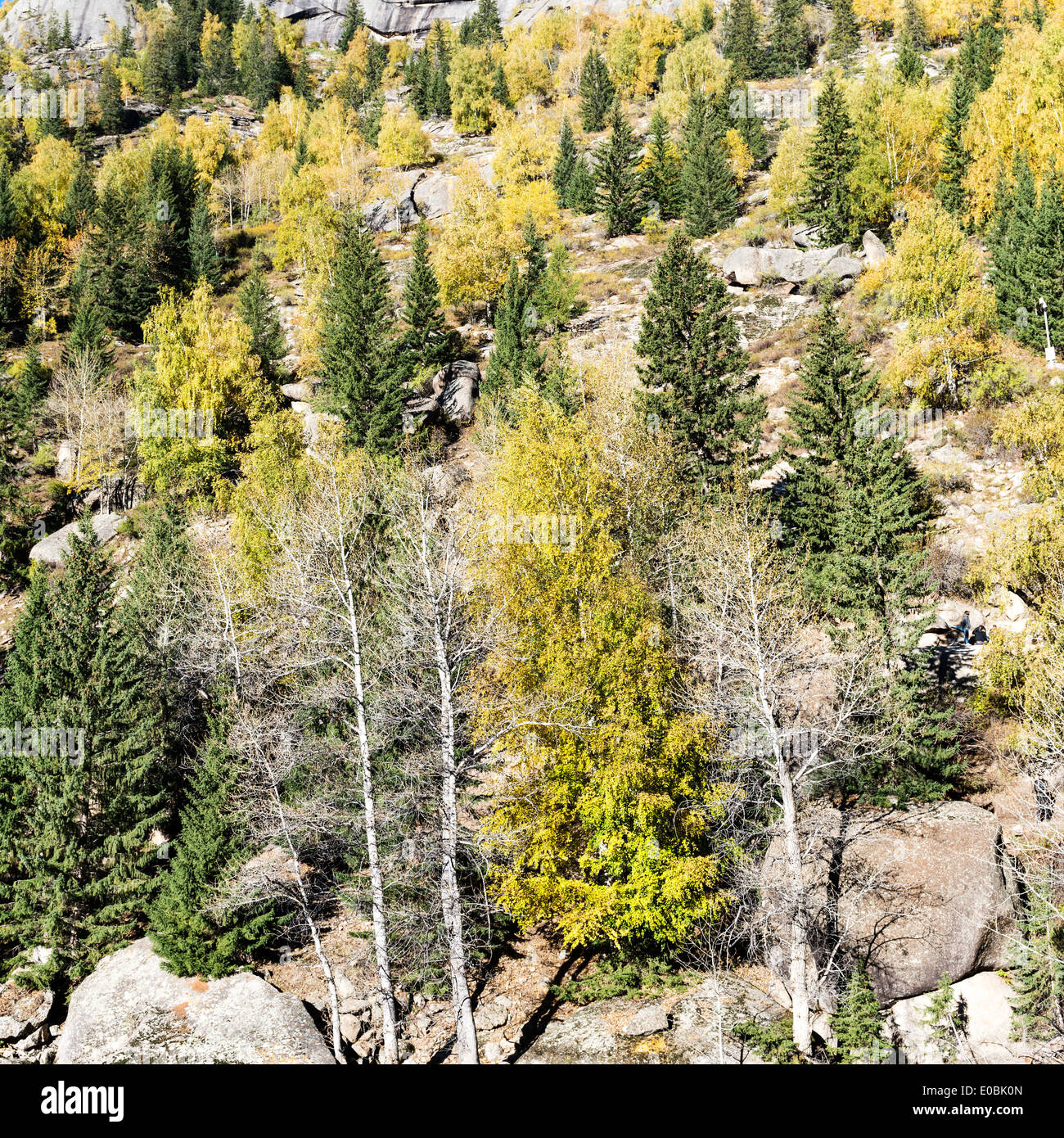 Birch trees in xinjiang,china Stock Photo - Alamy