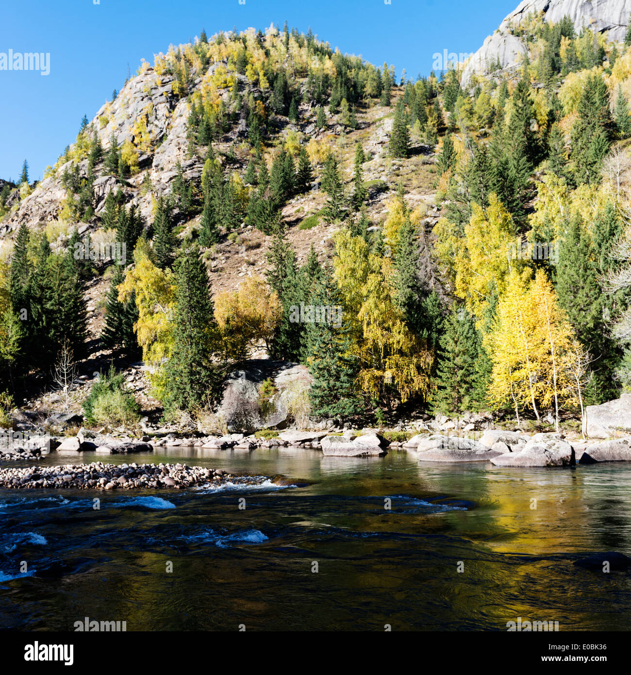 Birch trees in xinjiang,china Stock Photo - Alamy