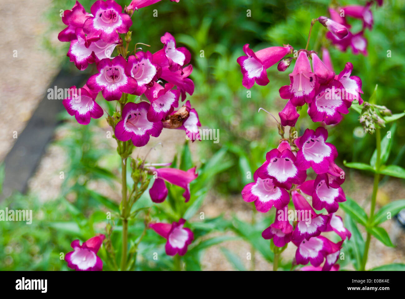 Penstemon cultivar hi-res stock photography and images - Alamy