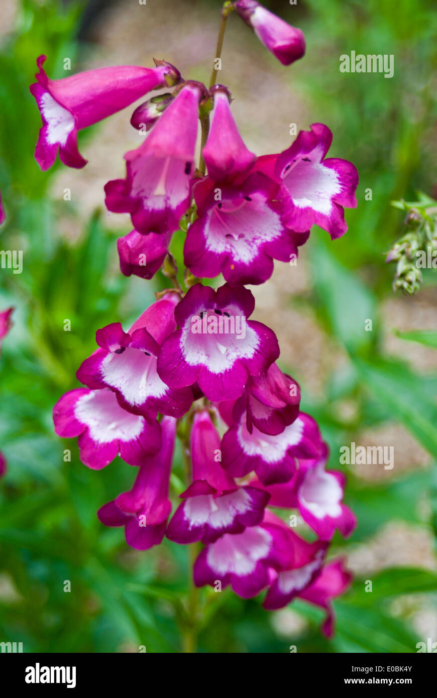 Penstemon cultivar hi-res stock photography and images - Alamy