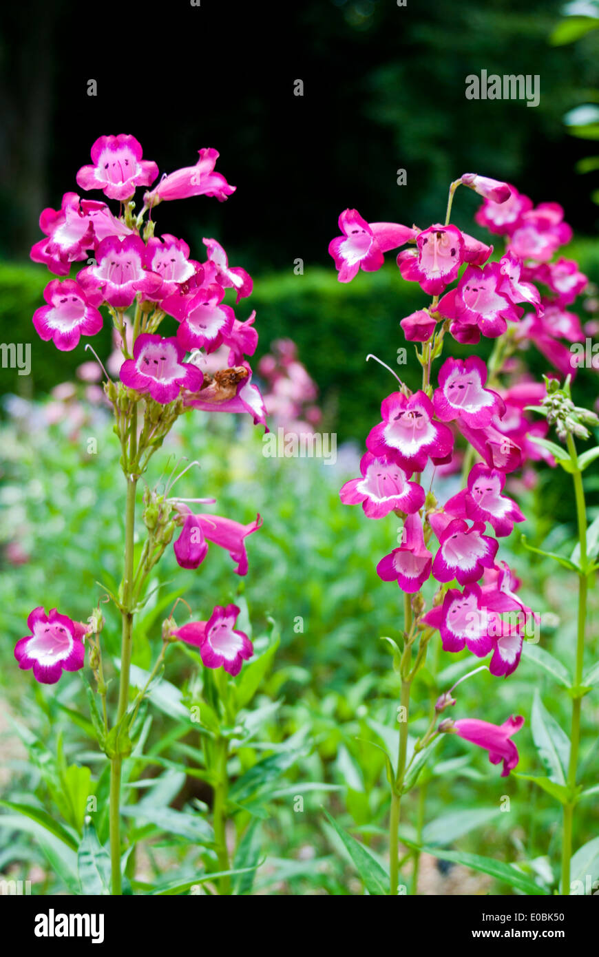 Penstemon flamingo hi-res stock photography and images - Alamy