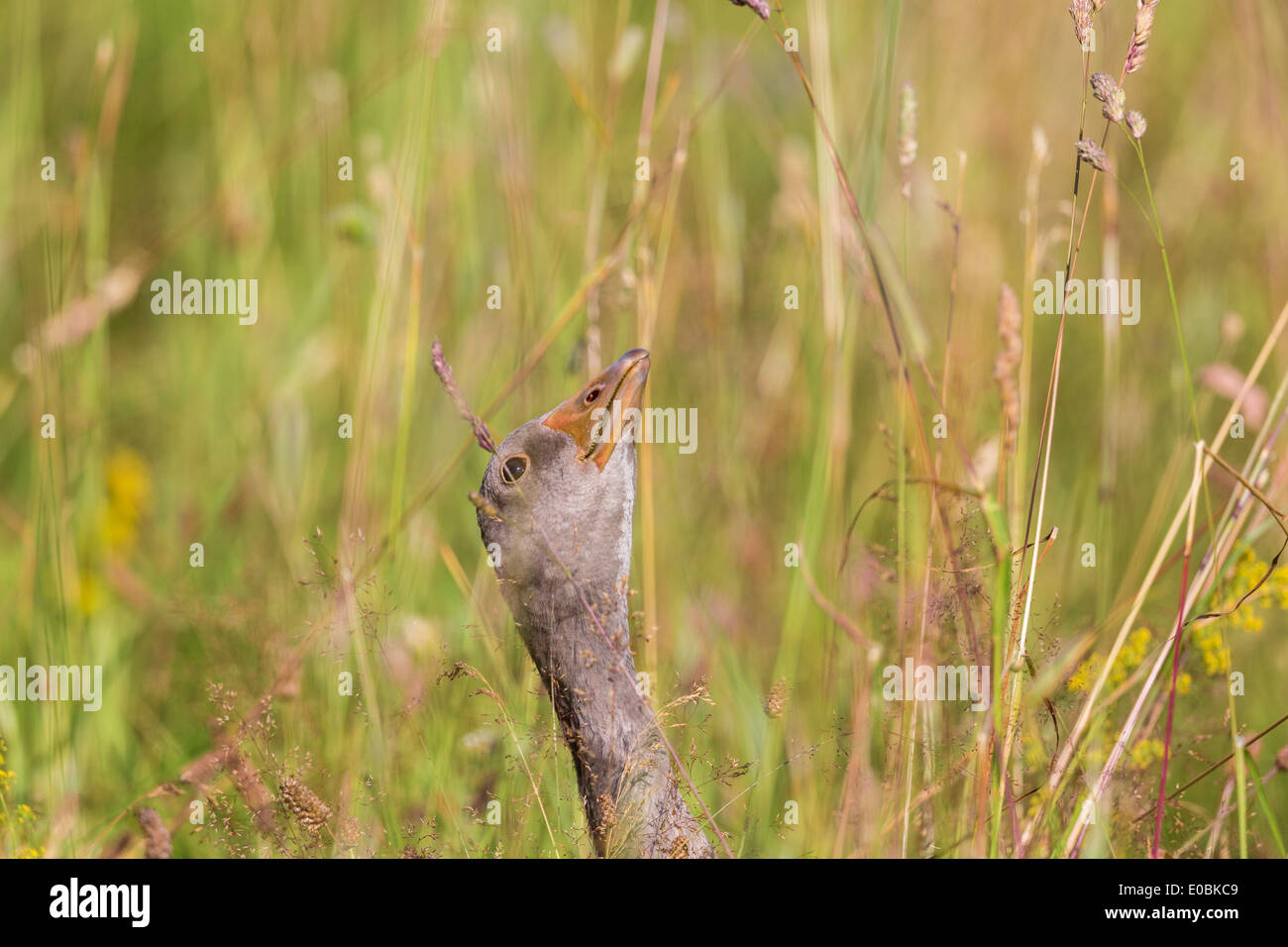 Straw neck hi-res stock photography and images - Alamy