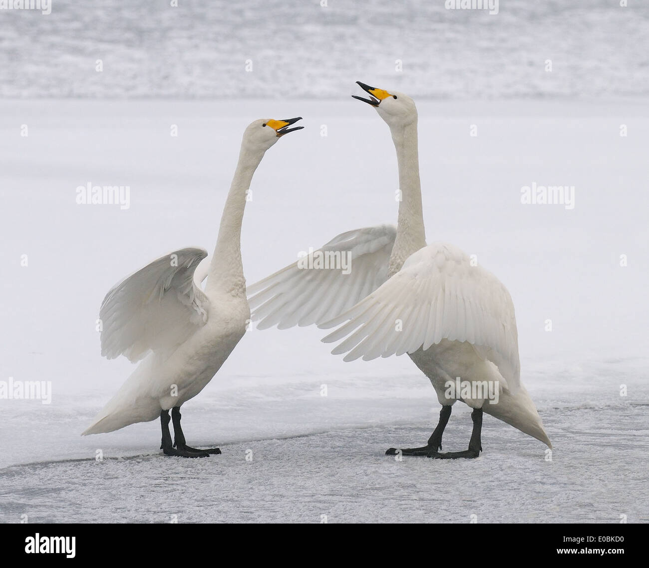 Two Whooper Swans on the ice of the deeply frozen Lake Kussharo on the ...