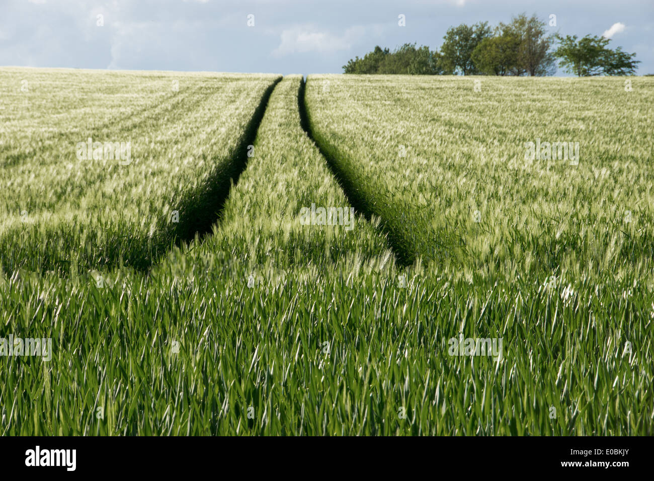 farmers track in the crop field Stock Photo - Alamy