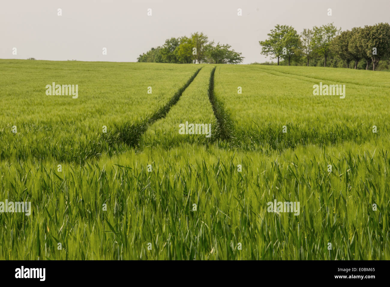 track in young crop field Stock Photo - Alamy
