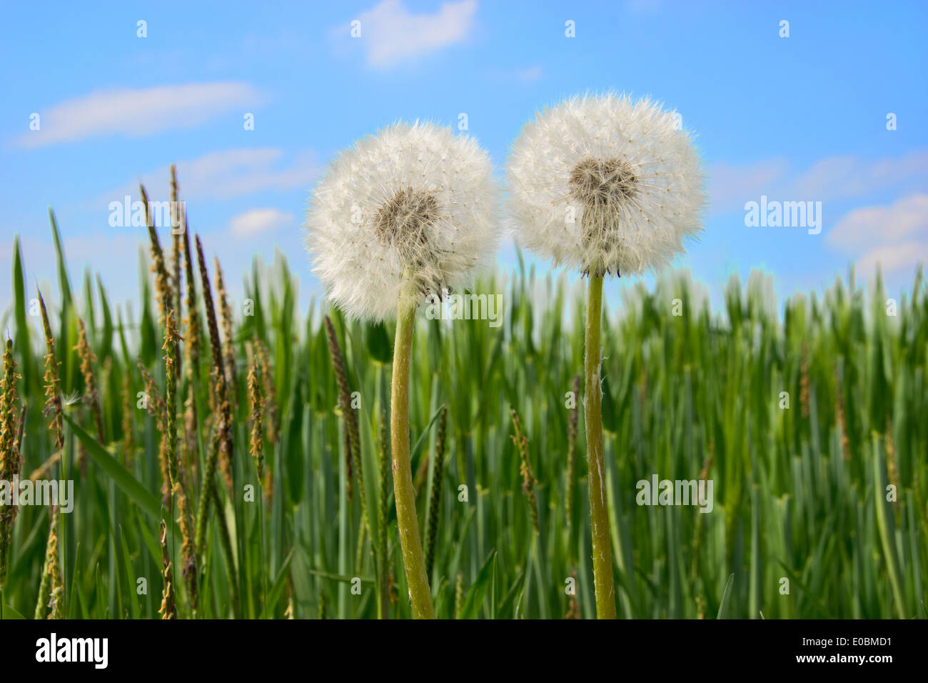 dandelion seed in front of a crop field Stock Photo - Alamy