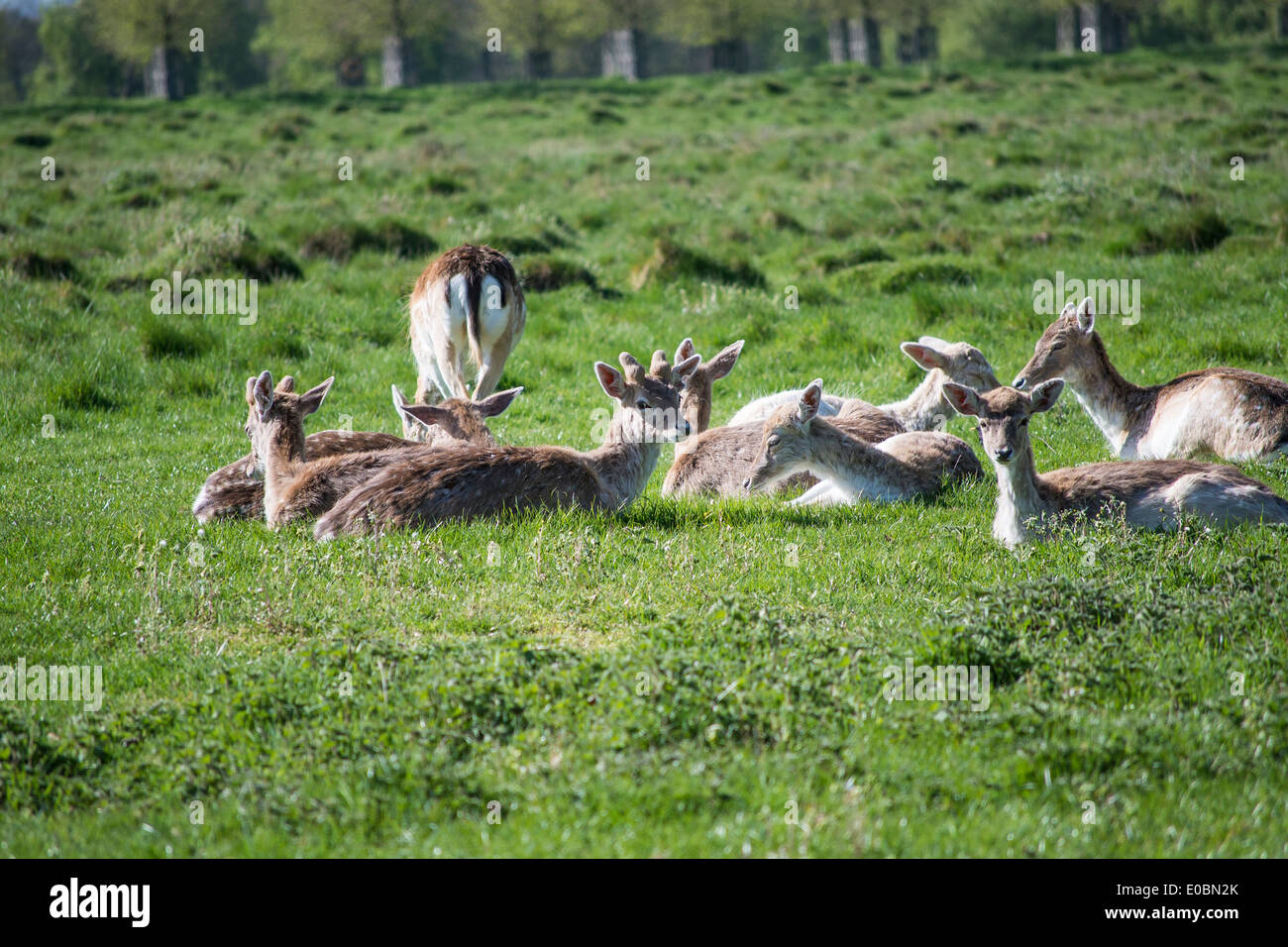 Young fallow deer in Home Park, Surrey, England, London, UK Stock Photo ...