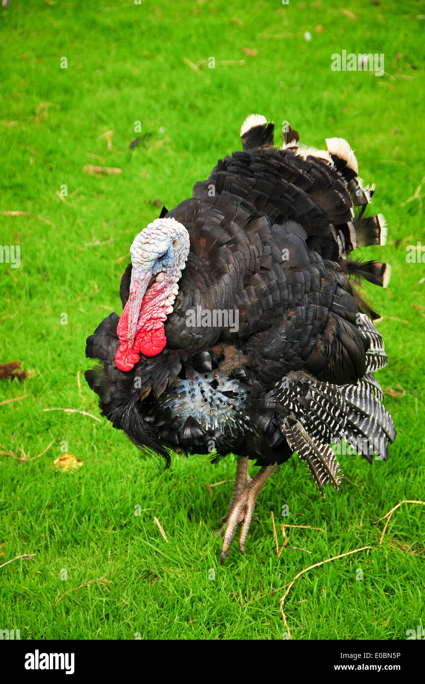 Black turkey bird hi-res stock photography and images - Alamy