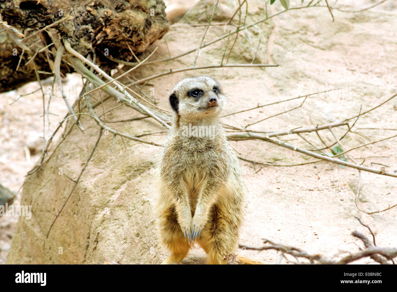 Zoo animal watching hi-res stock photography and images - Alamy