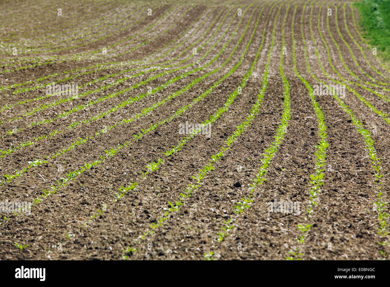Young plants plant breeding hi-res stock photography and images - Alamy