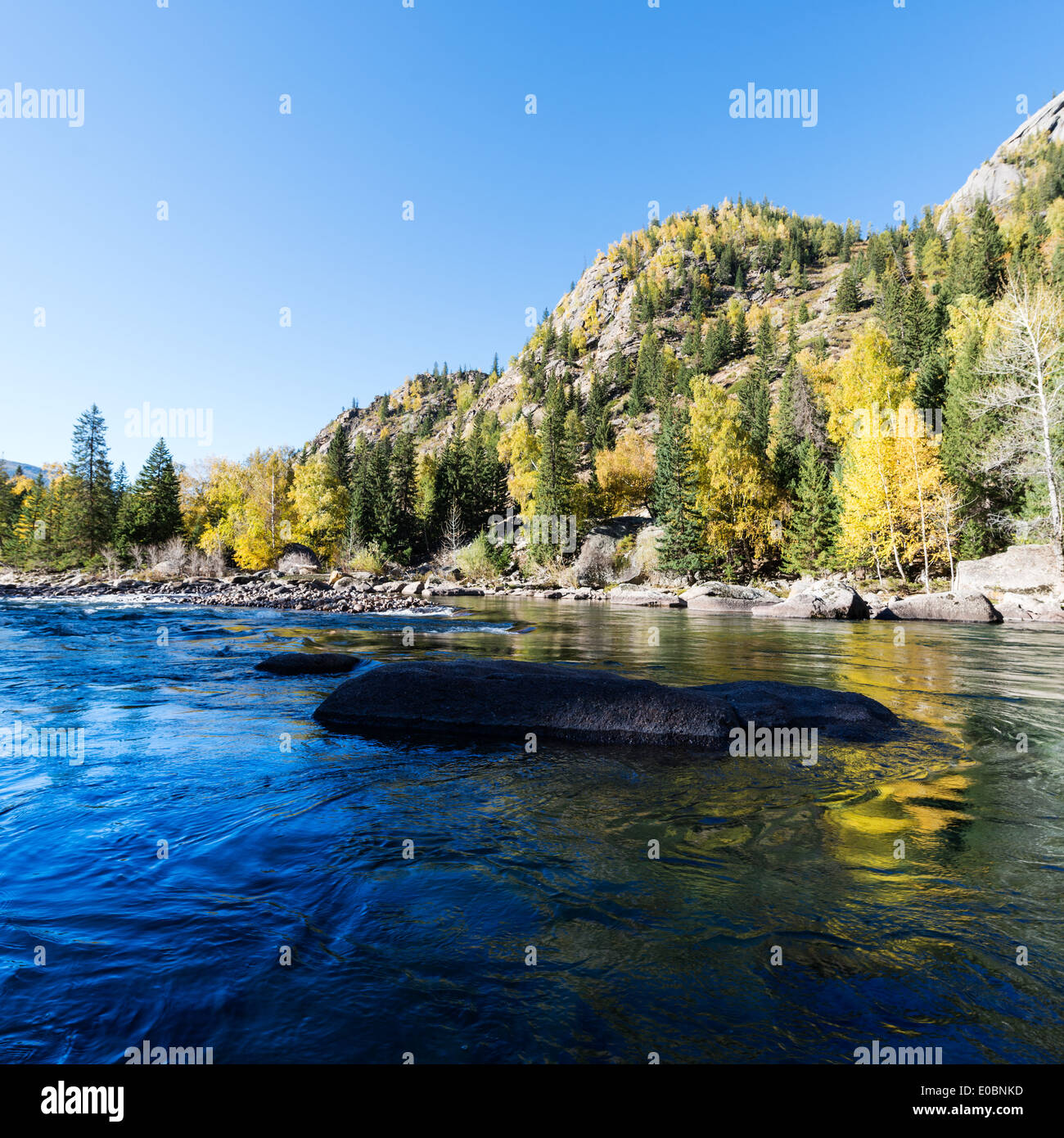 Birch trees in xinjiang,china Stock Photo - Alamy