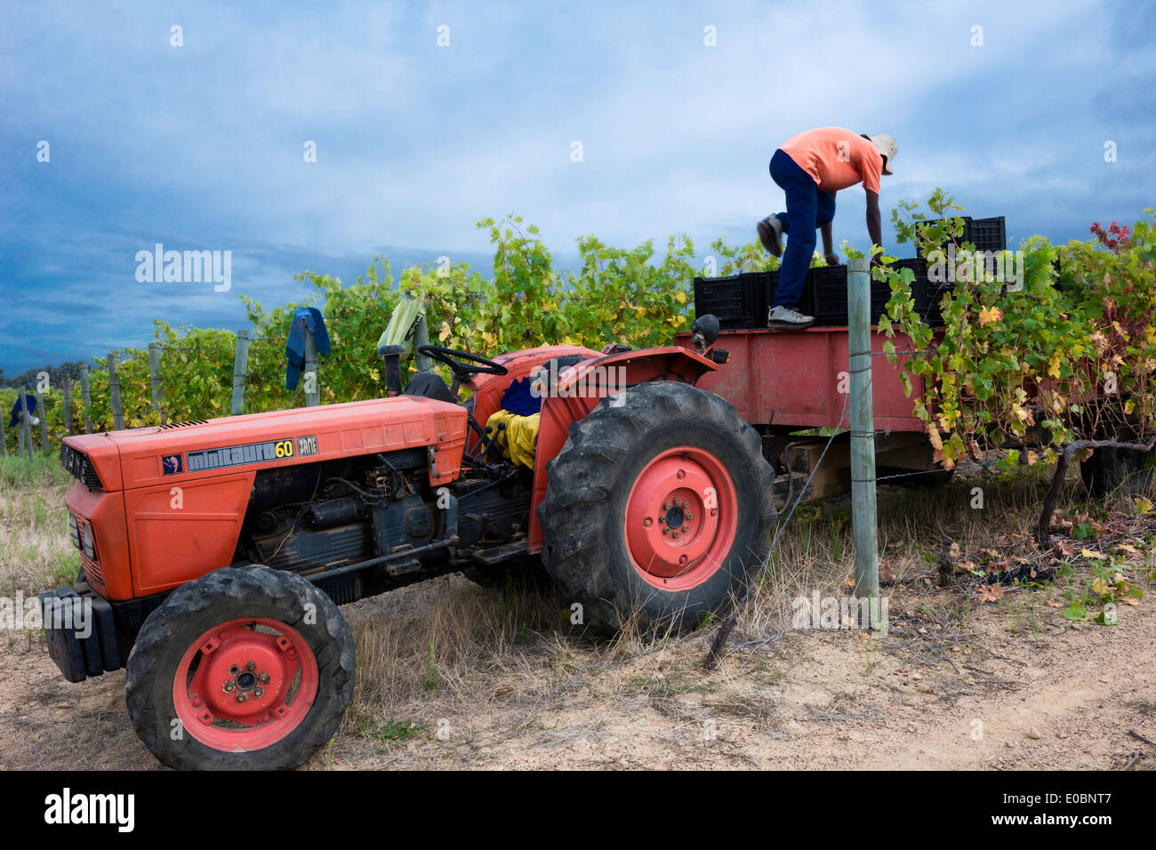 Farm worker loading crates of grapes into tractor in a vineyard Stock ...