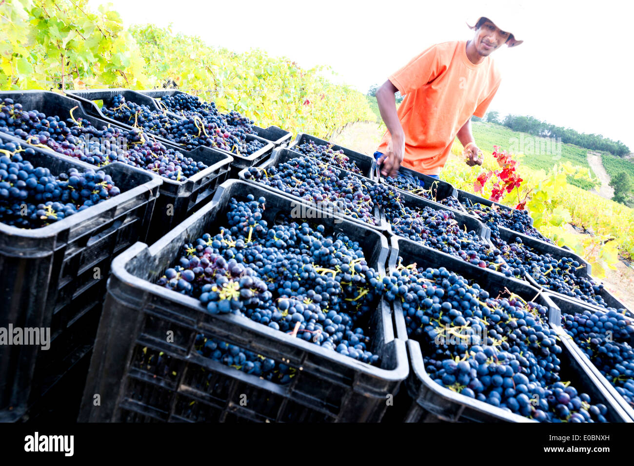 Harvester loading bins of collected grapes onto truck in vineyard ...