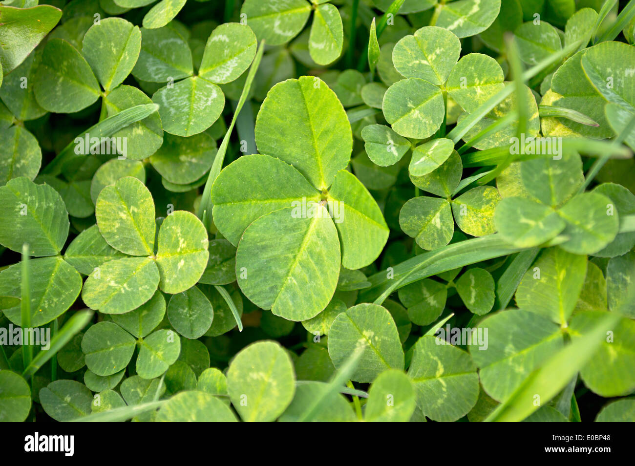 Four leaf clover hi-res stock photography and images - Alamy