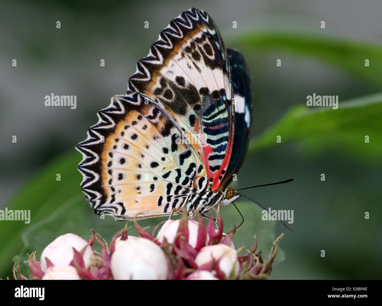 Female Leopard Lacewing (Cethosia cyane) foraging on a tropical flower ...