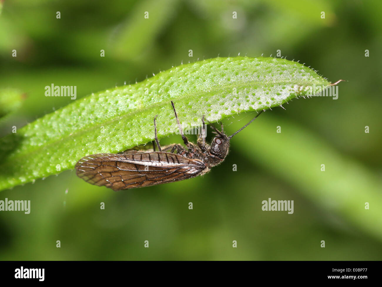 Alderfly (Sialis lutaria) posing on a leaf Stock Photo - Alamy