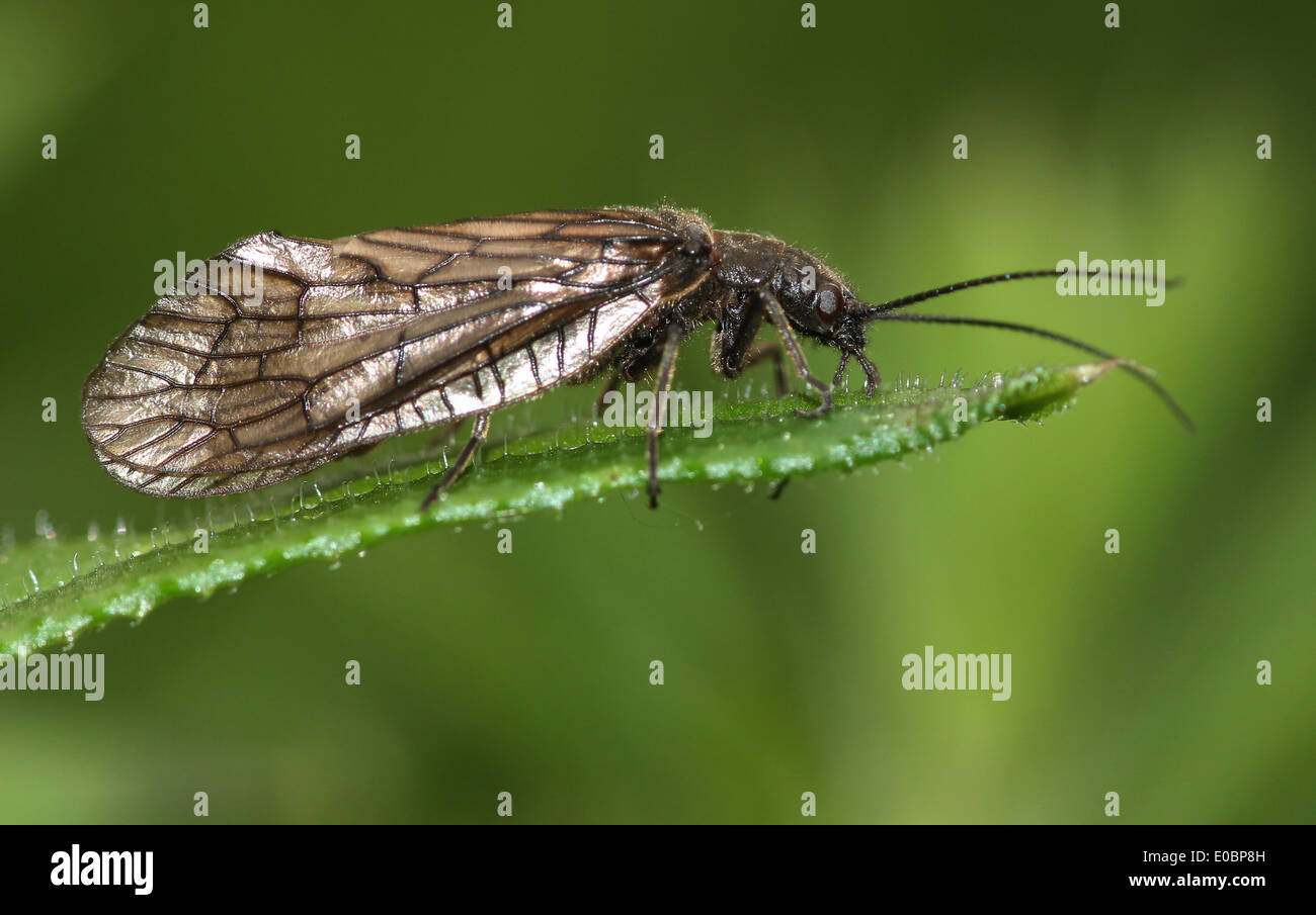 Alderfly (Sialis lutaria) posing on a leaf Stock Photo - Alamy