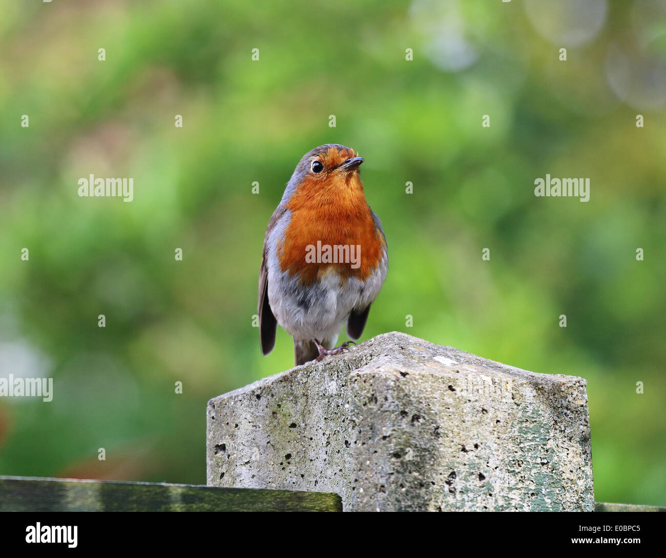 English robin hi-res stock photography and images - Alamy