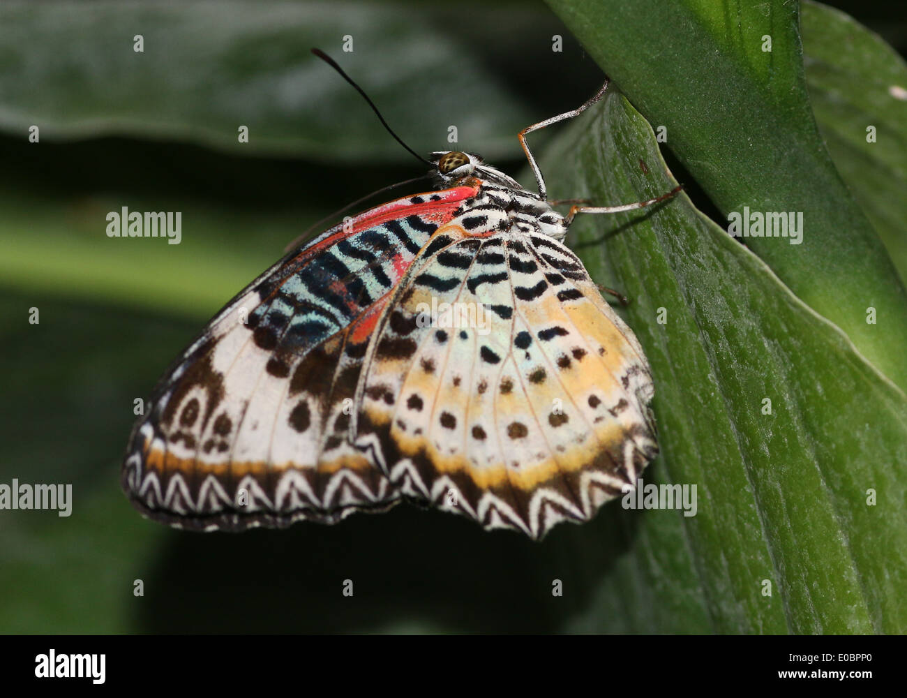 Female Leopard Lacewing (Cethosia cyane) foraging on a tropical flower ...