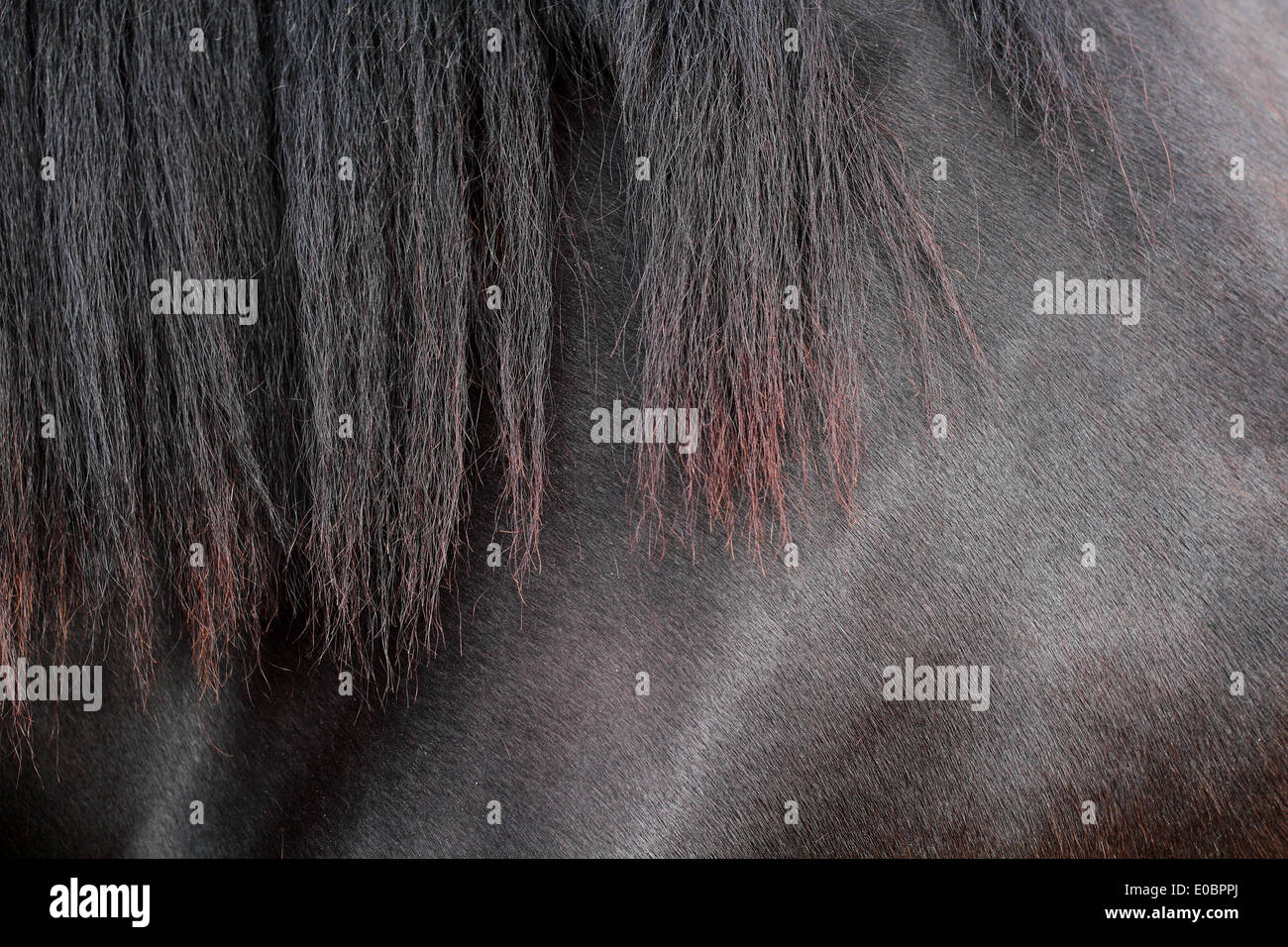 Mane people hi-res stock photography and images - Alamy