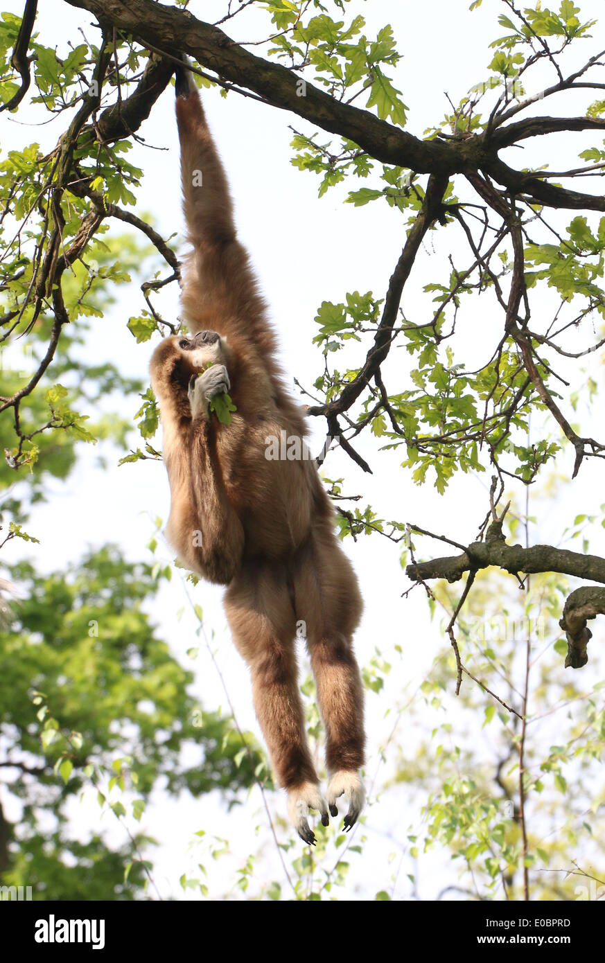 Male white handed gibbon hylobates lar hi-res stock photography and ...