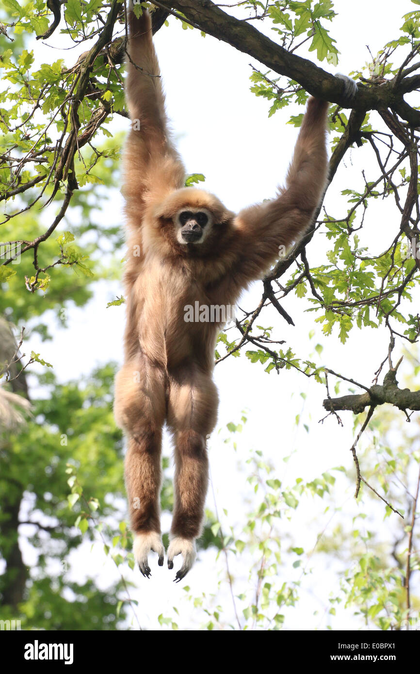 Gibbon swinging tree hi-res stock photography and images - Alamy