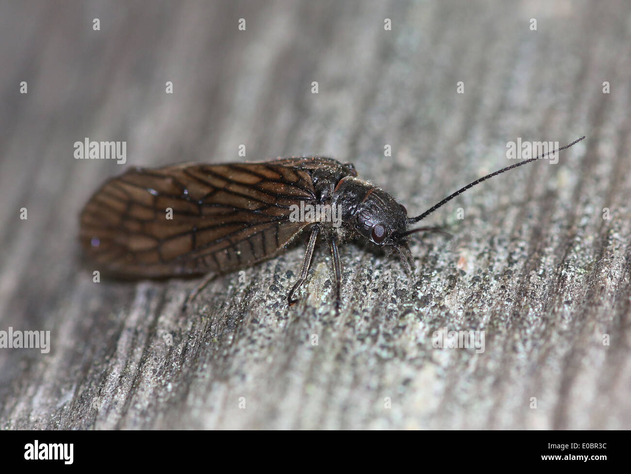 Sialis lutaria hi-res stock photography and images - Alamy