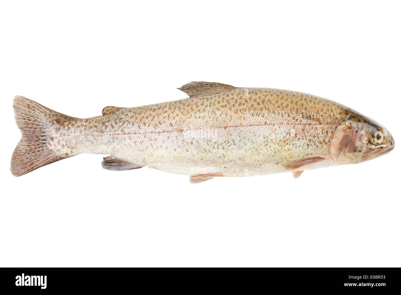 Trout hi-res stock photography and images - Alamy