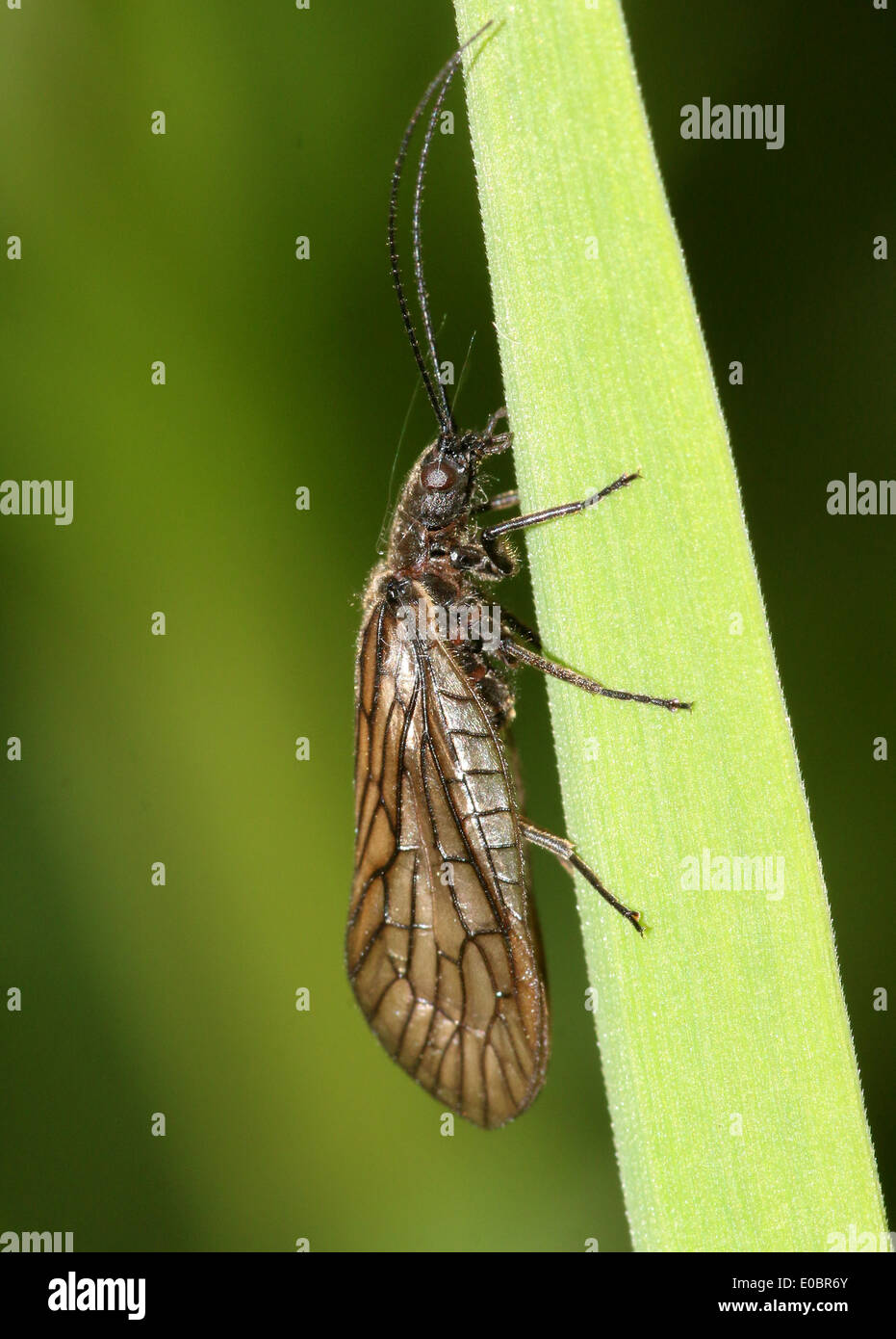 Alderfly (Sialis lutaria) posing on a leaf Stock Photo - Alamy