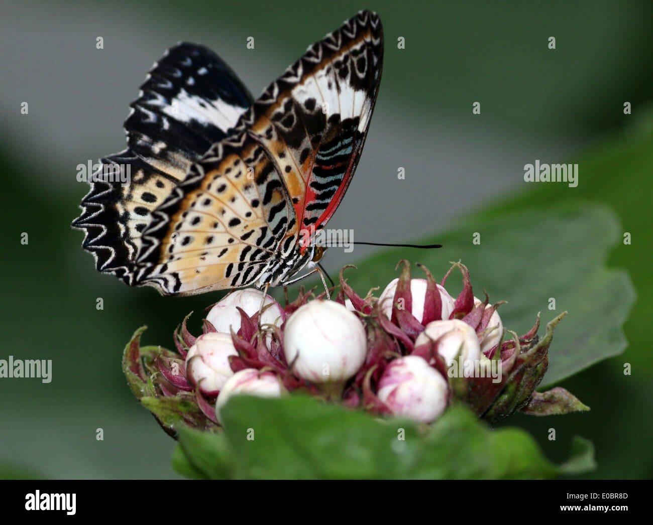 Leopard lacewings hi-res stock photography and images - Alamy