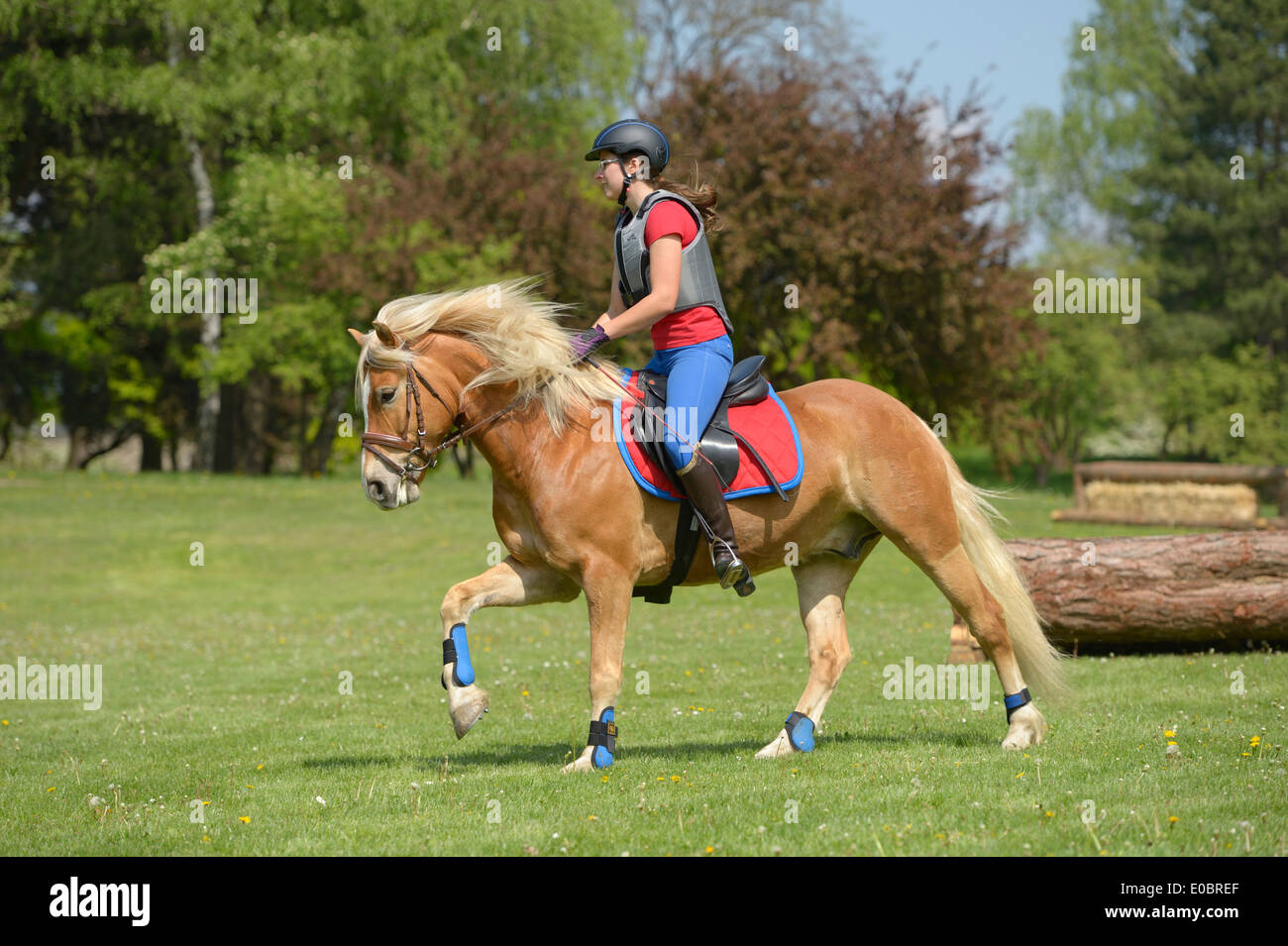 Haflinger Cross High Resolution Stock Photography and Images - Alamy