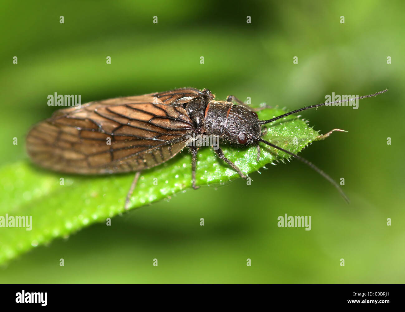 Sialis lutaria hi-res stock photography and images - Alamy