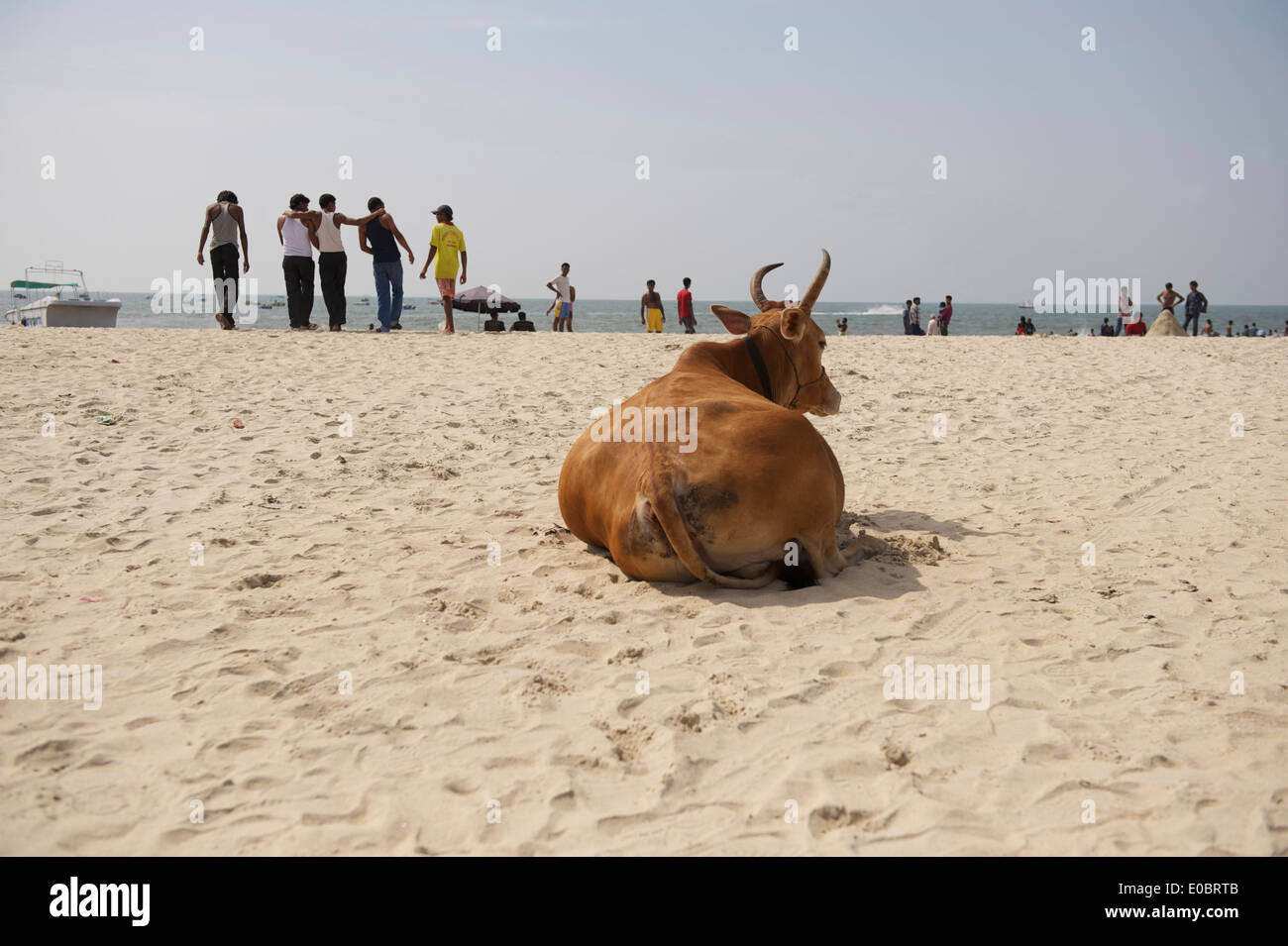Holy Cow on beautiful sandy Beach in Goa Stock Photo - Alamy