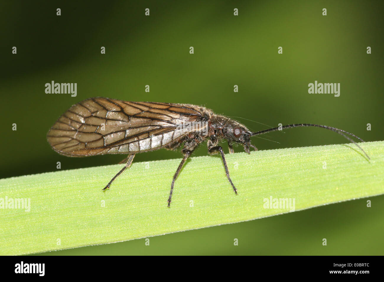 Sialis lutaria hi-res stock photography and images - Alamy