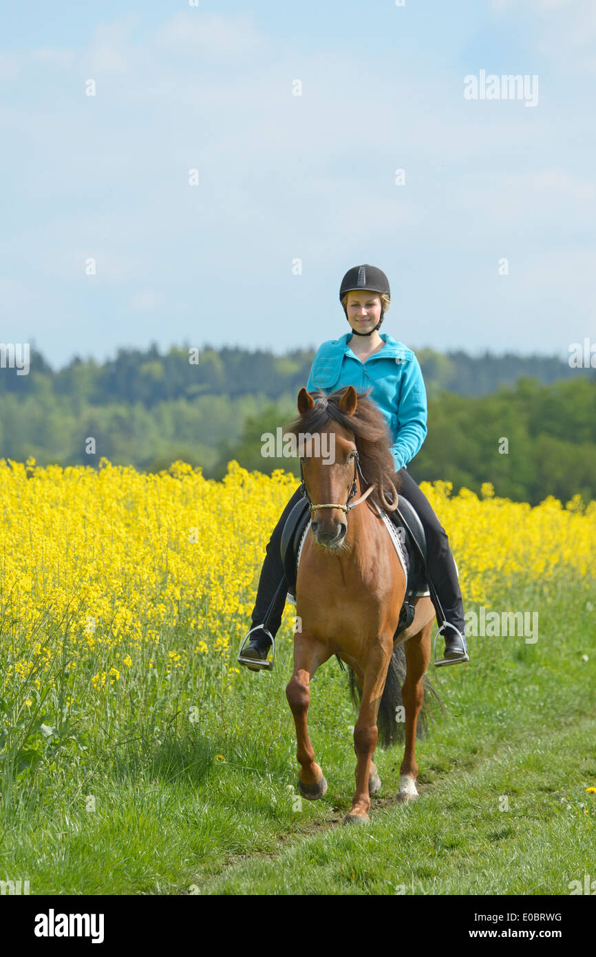 Girl riding out on back of a Paso Fino horse tölting Stock Photo - Alamy