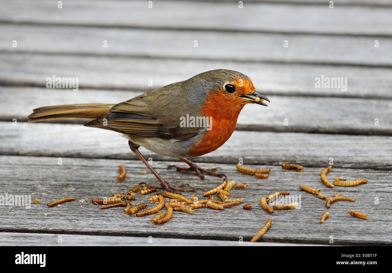 Robin and meal worm hi-res stock photography and images - Alamy