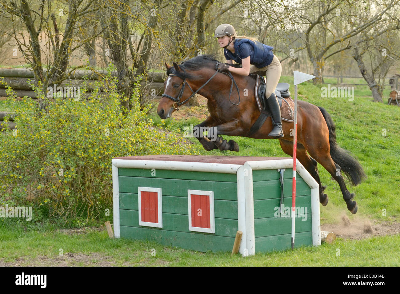 Connemara pony jumping hi-res stock photography and images - Alamy