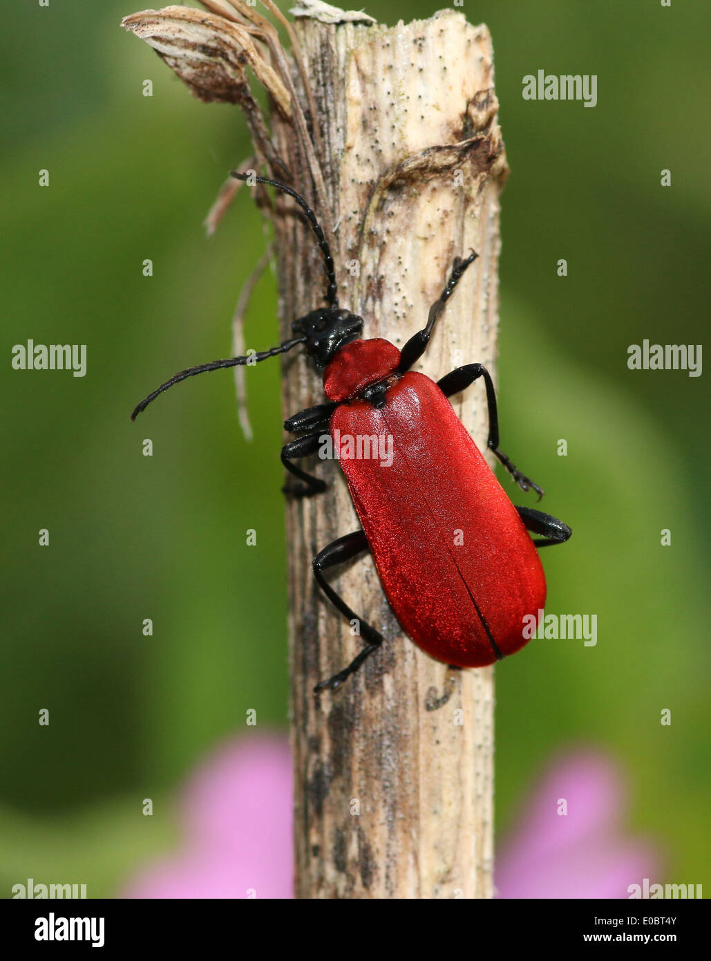 Close-up of a Black-headed Cardinal beetle (Pyrochroa coccinea Stock ...