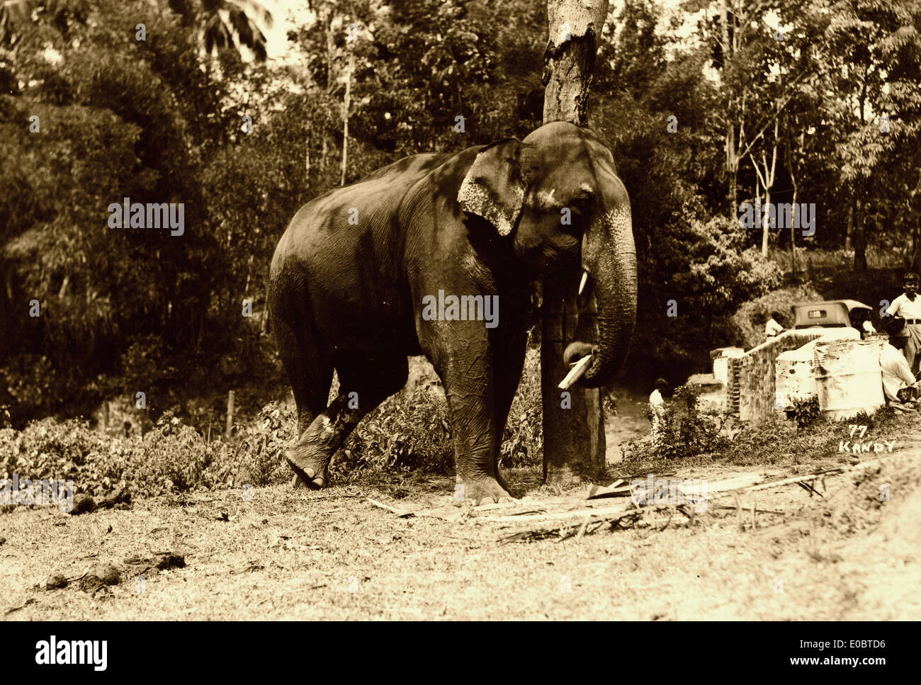 Ceylon (Sri Lanka Stock Photo - Alamy