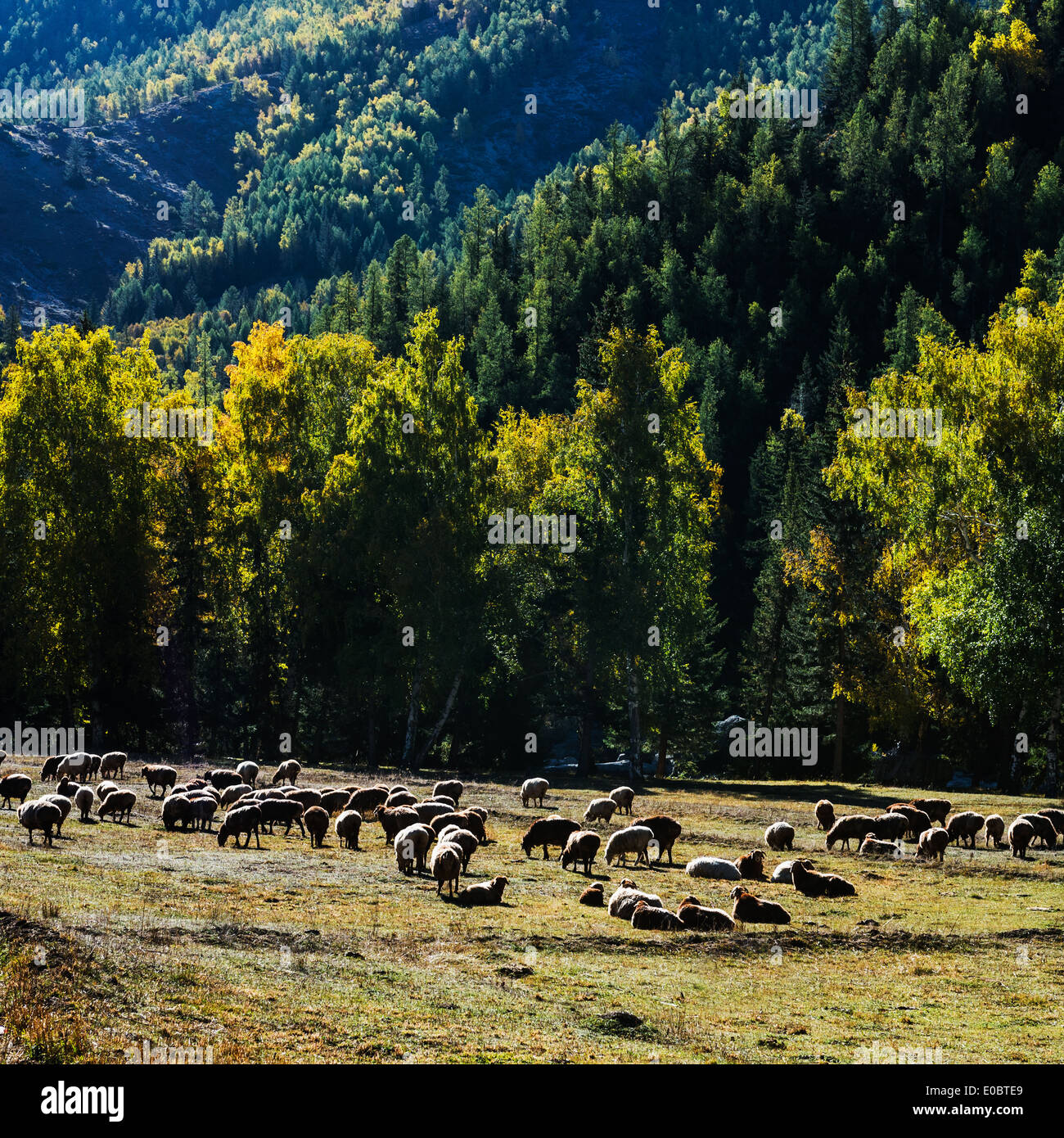 Birch trees in xinjiang,china Stock Photo - Alamy
