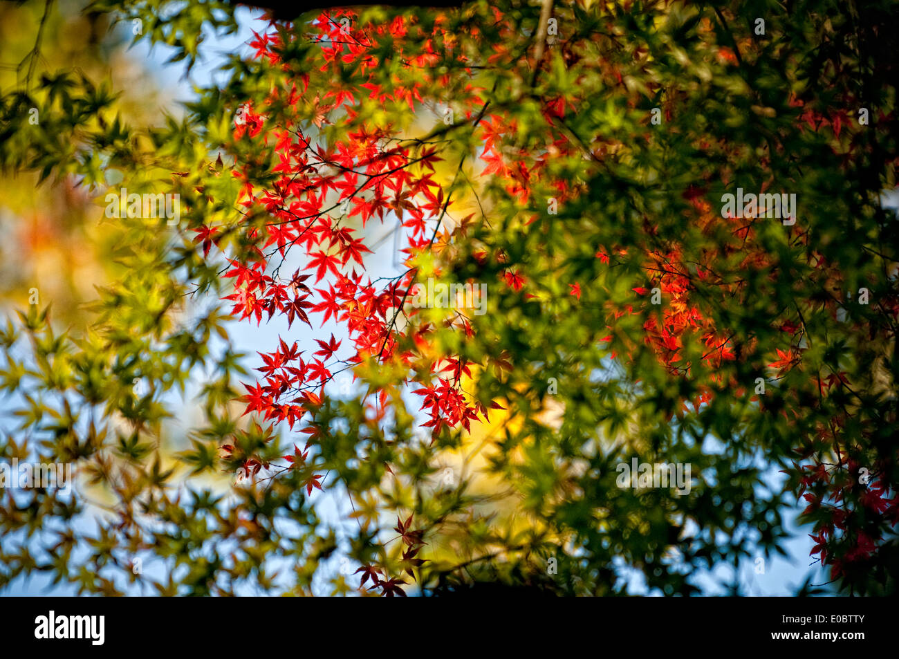 Light shines through a Japanese maple leaf tree in Kyoto, Japan Stock ...