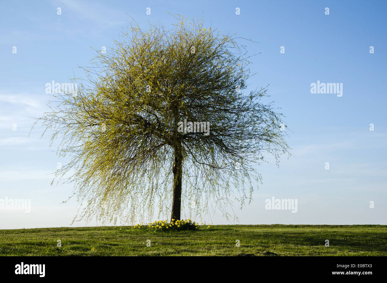 Wide tree hi-res stock photography and images - Alamy