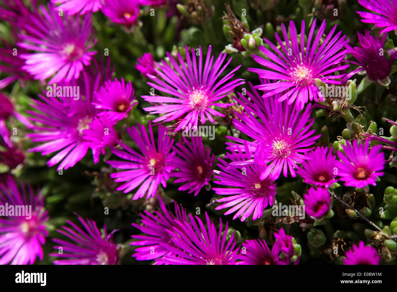 Hardy ice plant (Delosperma cooperi Stock Photo - Alamy
