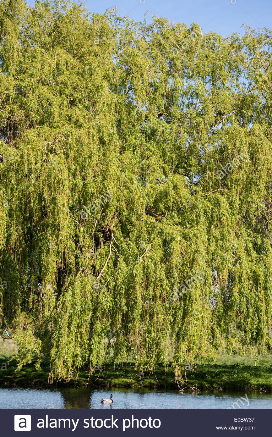 Weeping Willow Tree And Water High Resolution Stock Photography and ...