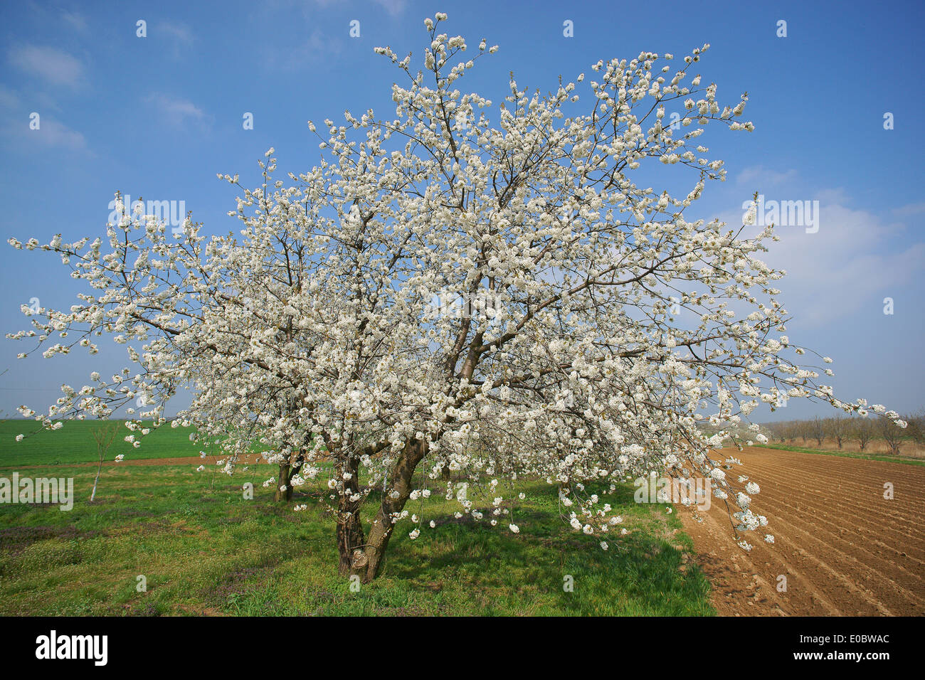 Blooming cherry tree in the field Stock Photo - Alamy